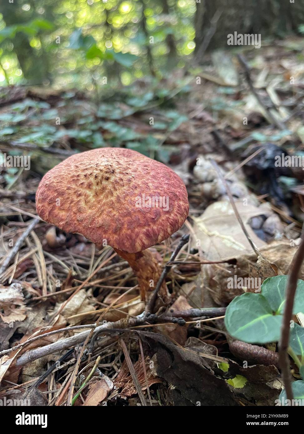 Painted Suillus (Suillus spraguei Stock Photo - Alamy
