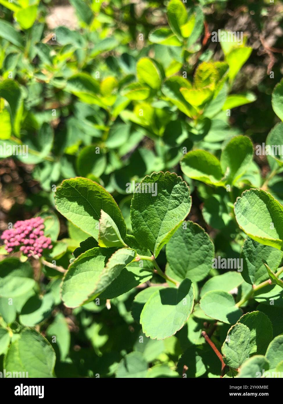 Mountain Spirea (Spiraea splendens Stock Photo - Alamy