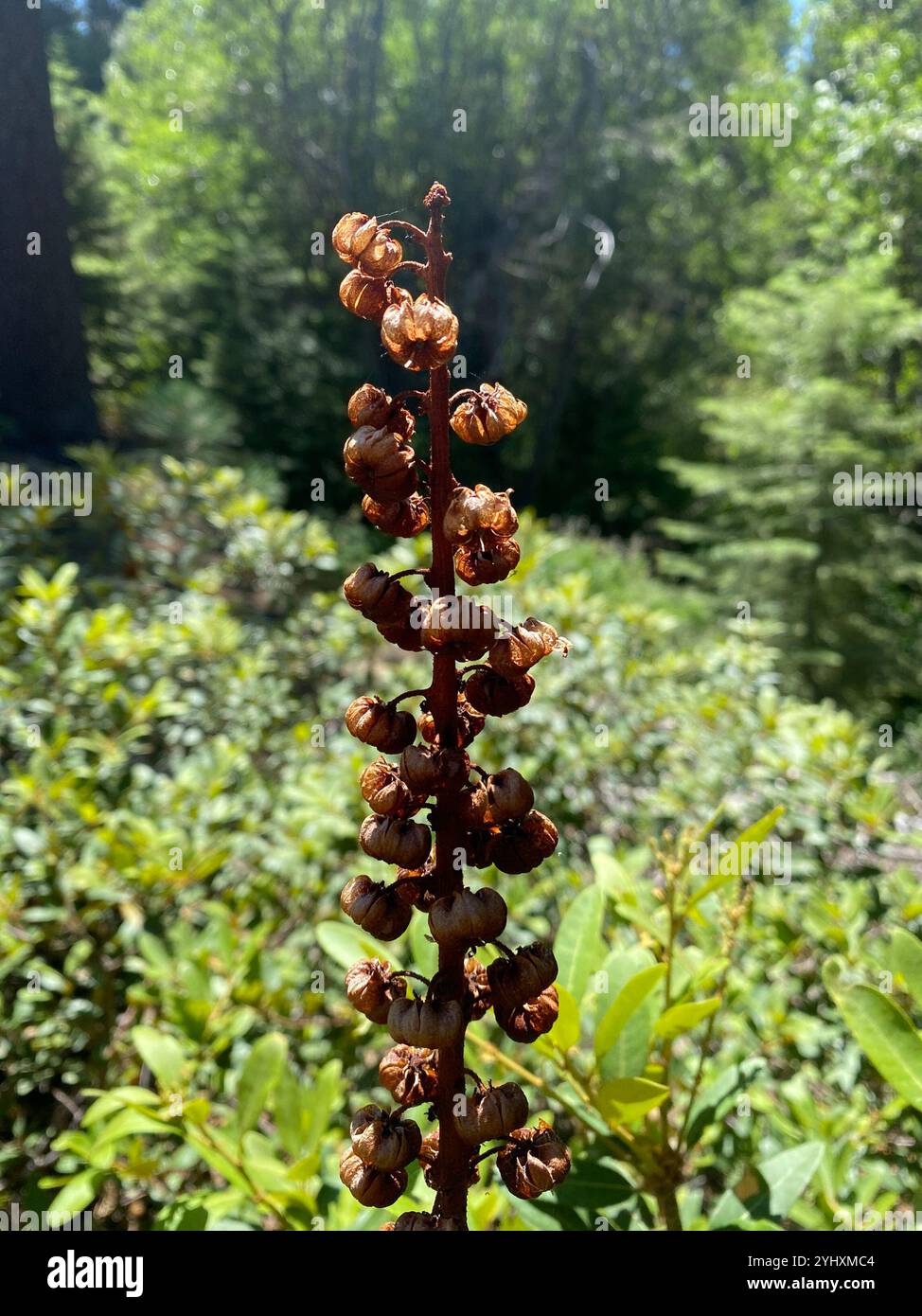 woodland pinedrops (Pterospora andromedea Stock Photo - Alamy