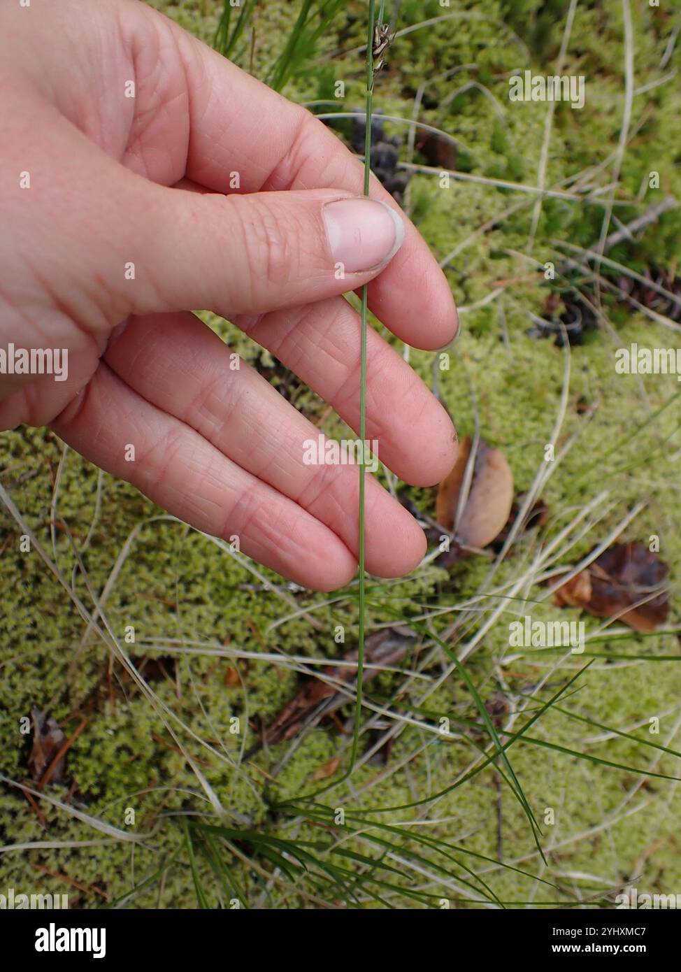 Long-stolon Sedge (Carex inops Stock Photo - Alamy