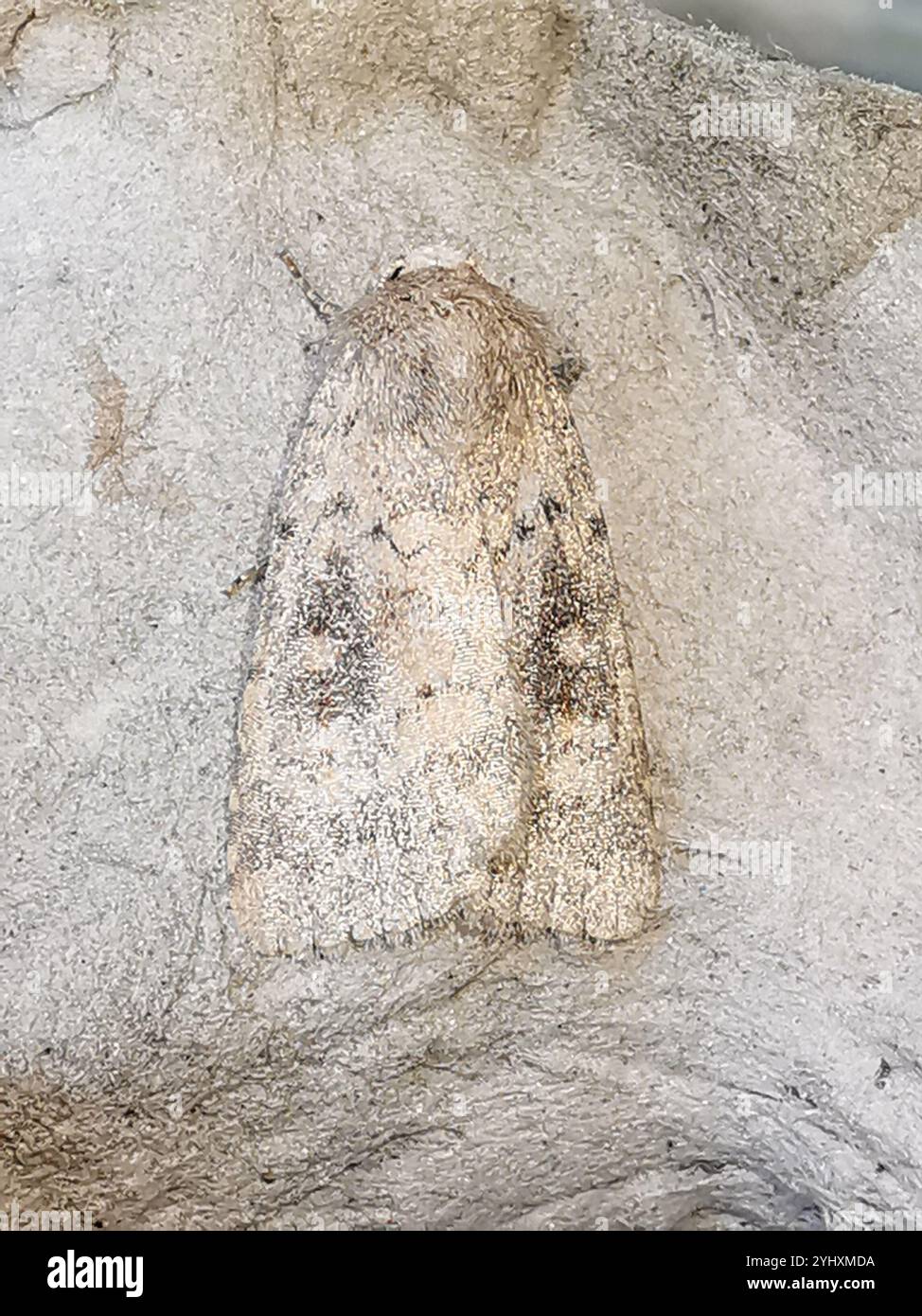 Mottled Rustic (Caradrina morpheus Stock Photo - Alamy