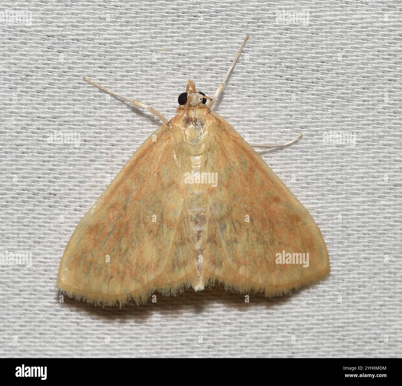 American Lotus Borer Moth (Ostrinia penitalis Stock Photo - Alamy