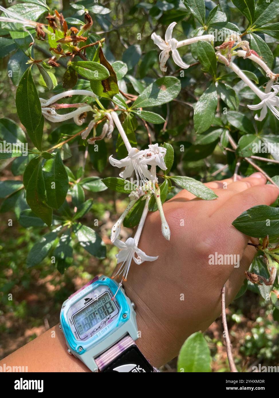 swamp azalea (Rhododendron viscosum Stock Photo - Alamy