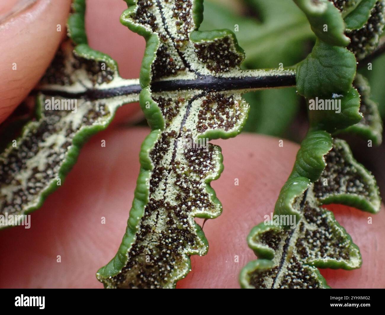goldback fern (Pentagramma triangularis Stock Photo - Alamy