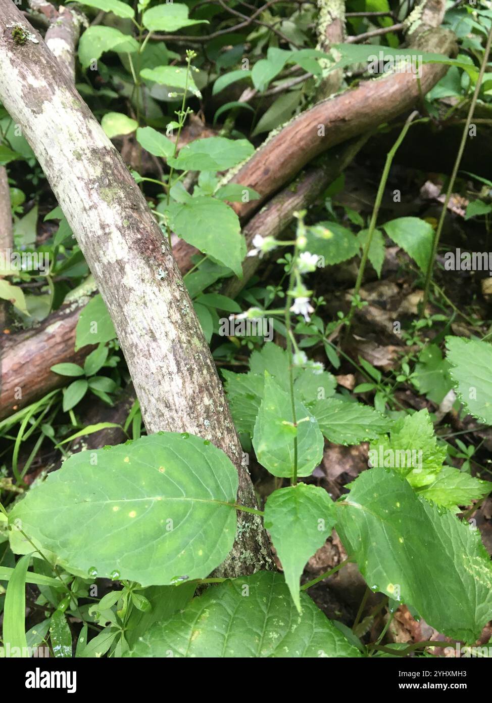 broadleaf enchanter's nightshade (Circaea canadensis Stock Photo - Alamy