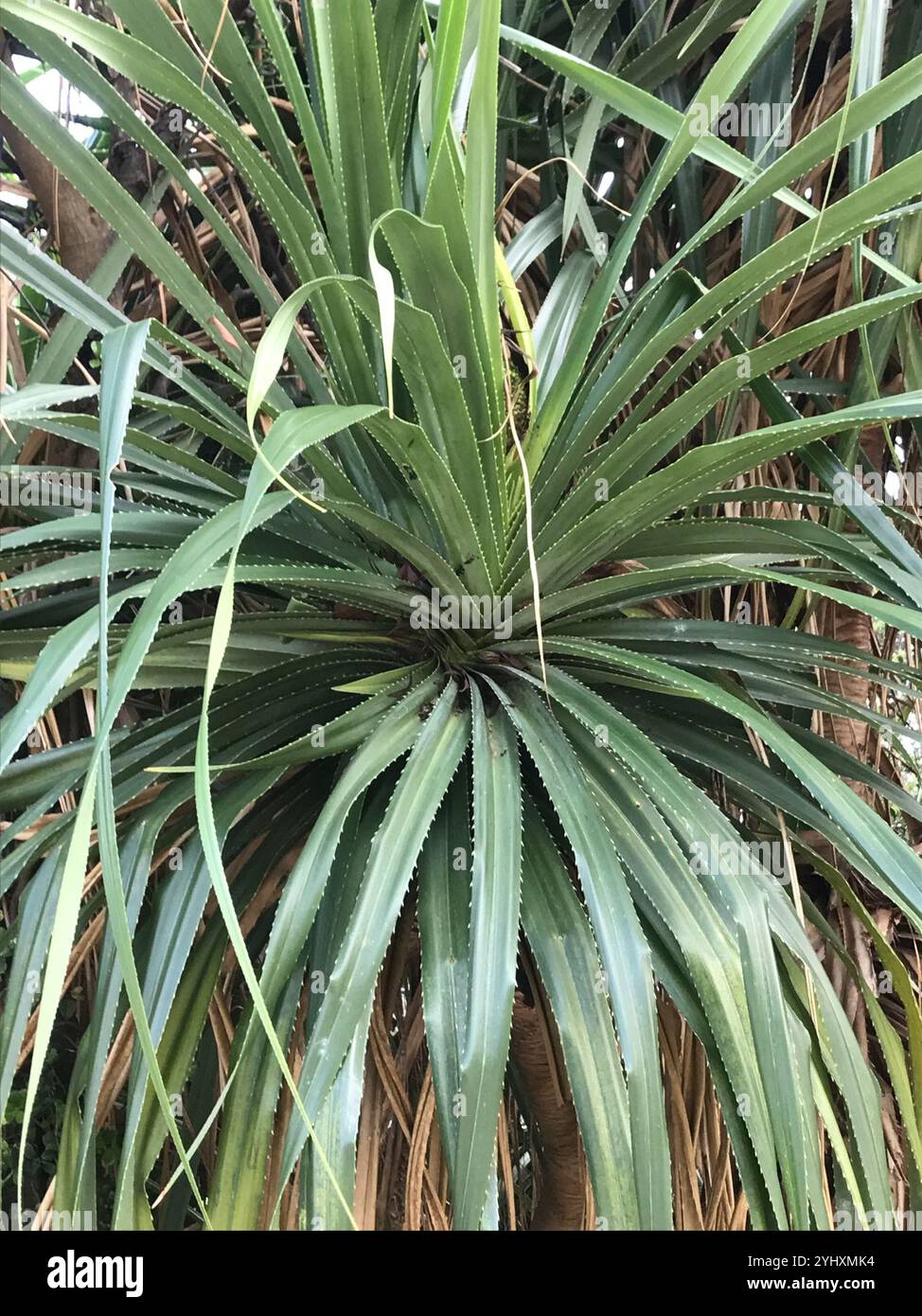 thatch screwpine (Pandanus tectorius Stock Photo - Alamy