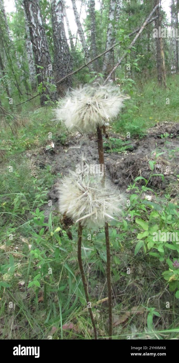 Spotted Cat's-ear (Hypochaeris maculata Stock Photo - Alamy