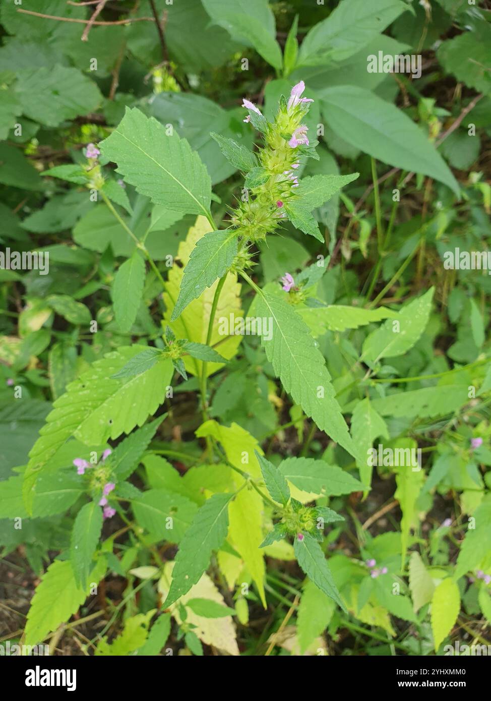 Common hemp-nettle (Galeopsis tetrahit Stock Photo - Alamy