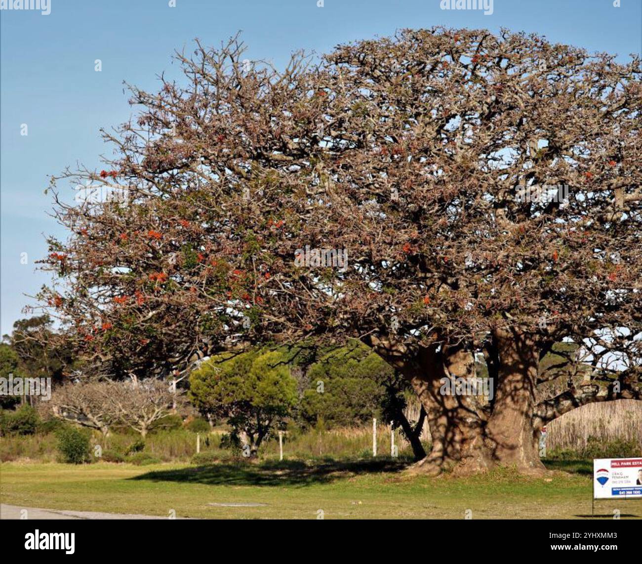 South african coral tree erythrina hi-res stock photography and images ...