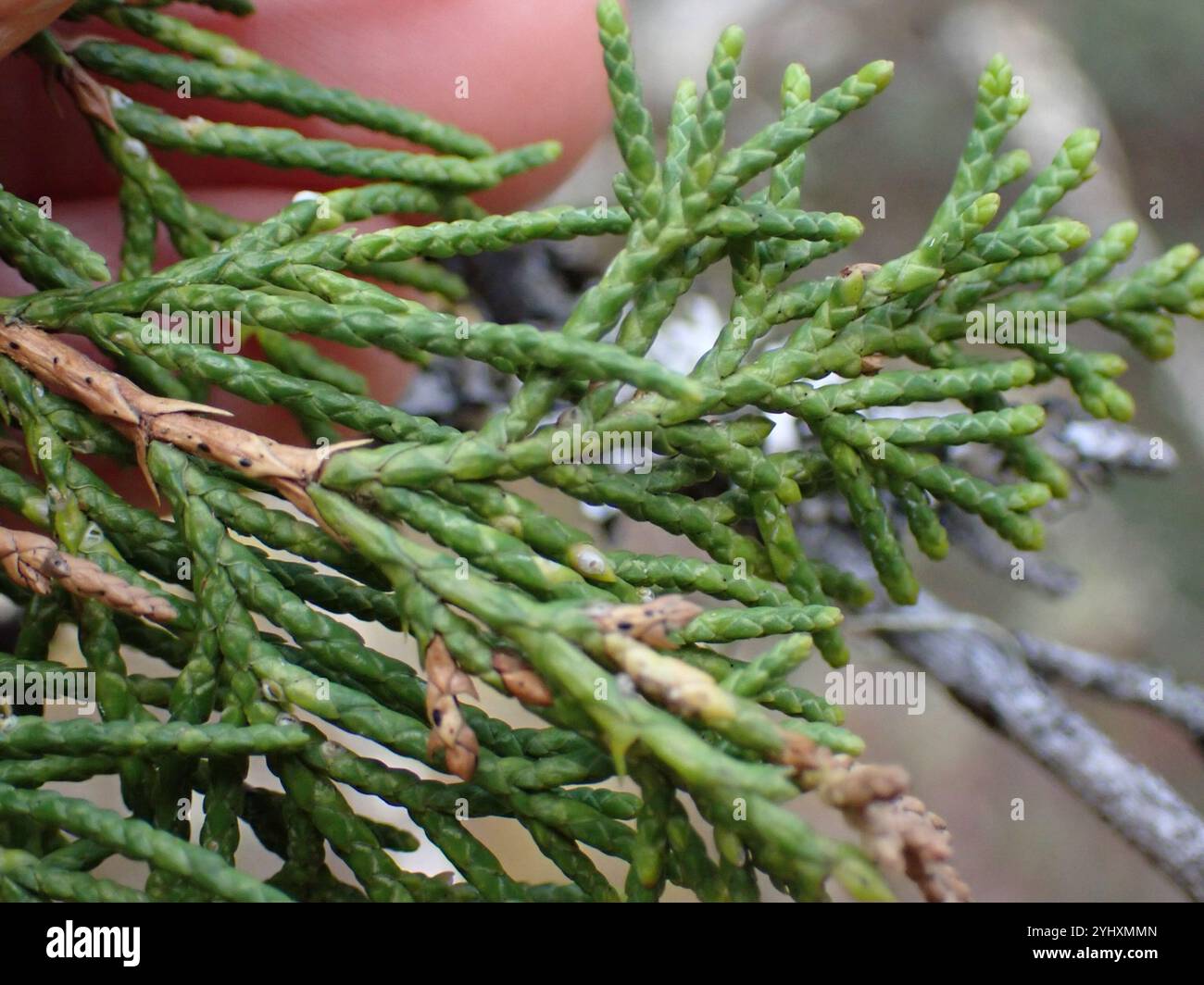 Seaside Juniper (Juniperus maritima Stock Photo - Alamy