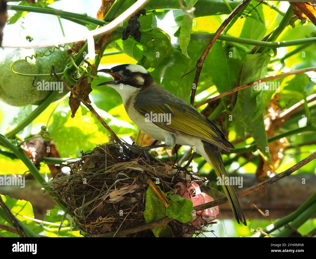 Taiwan Bulbul (Pycnonotus sinensis formosae Stock Photo - Alamy