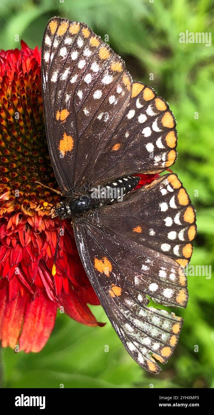 Baltimore Checkerspot (Euphydryas phaeton Stock Photo - Alamy