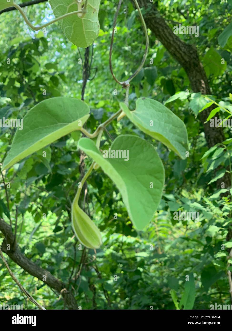 woolly Dutchman's pipe (Aristolochia tomentosa Stock Photo - Alamy