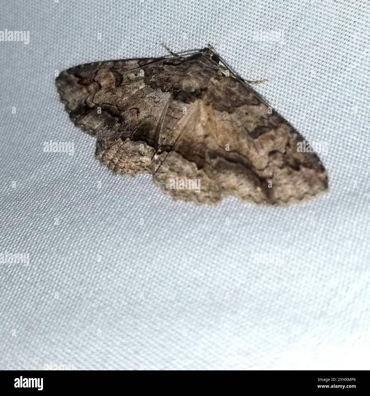 Maple Zale Moth (Zale galbanata Stock Photo - Alamy