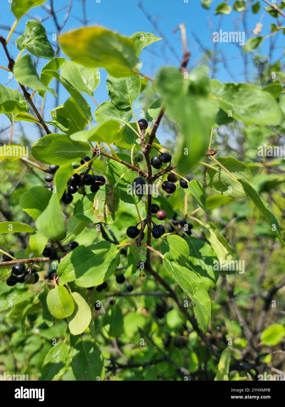 common buckthorn (Rhamnus cathartica Stock Photo - Alamy