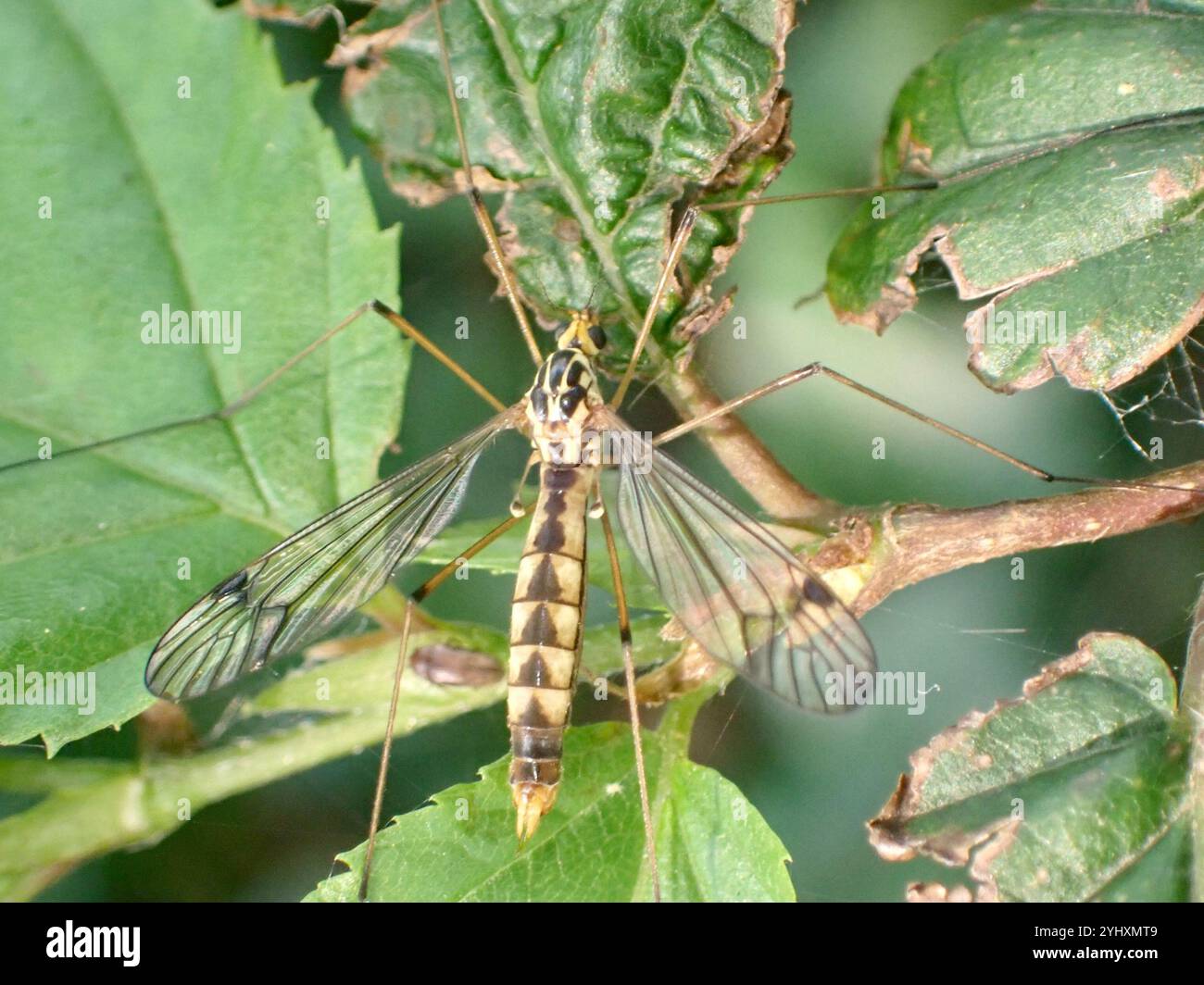 four-spotted cranefly (Nephrotoma quadrifaria Stock Photo - Alamy
