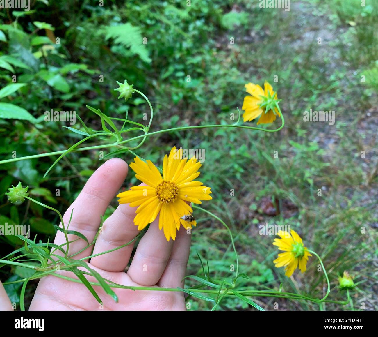 Lance-leaved Coreopsis (Coreopsis lanceolata Stock Photo - Alamy