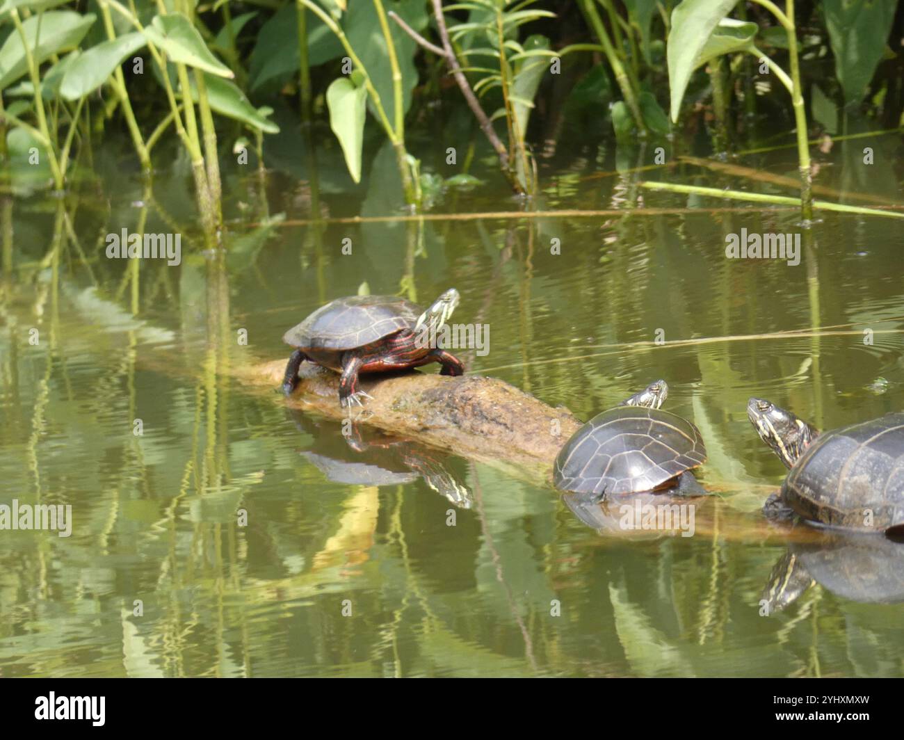 Eastern Painted Turtle (Chrysemys picta picta Stock Photo - Alamy
