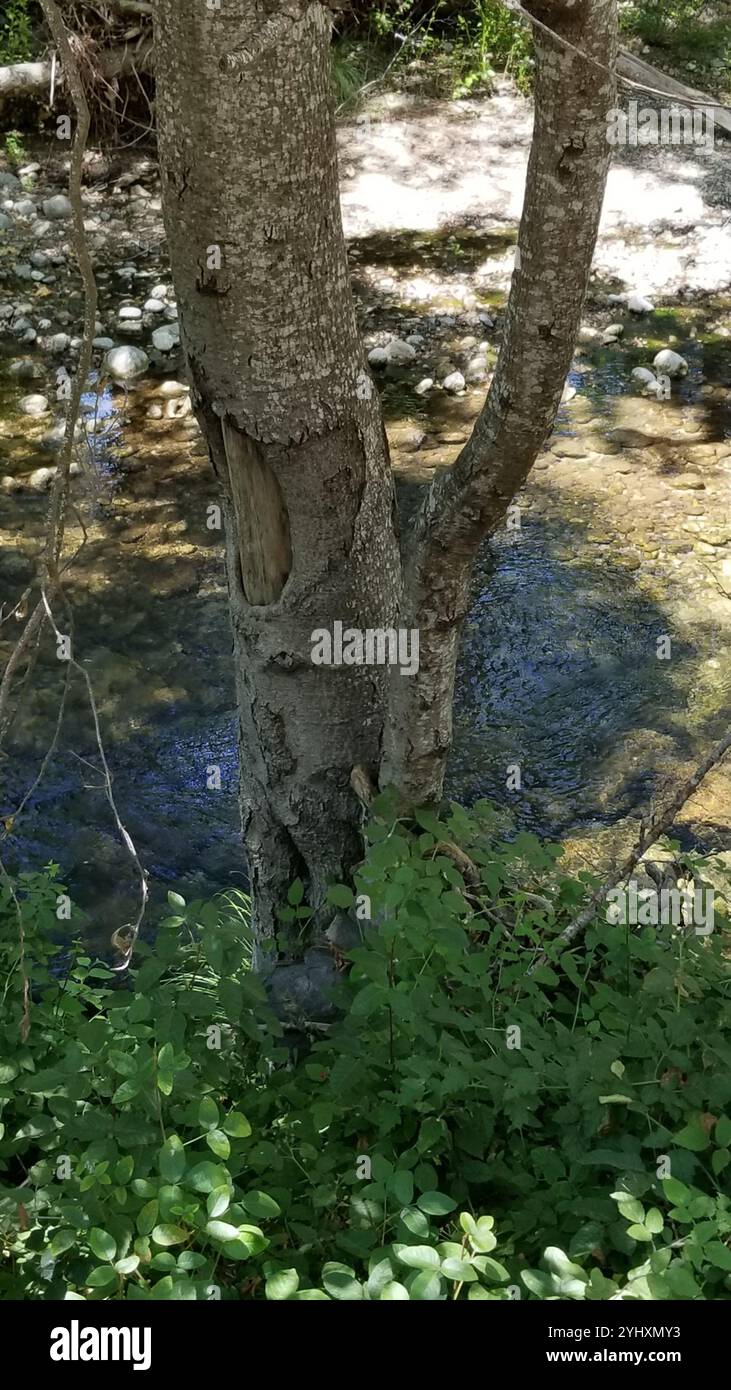 white alder (Alnus rhombifolia Stock Photo - Alamy