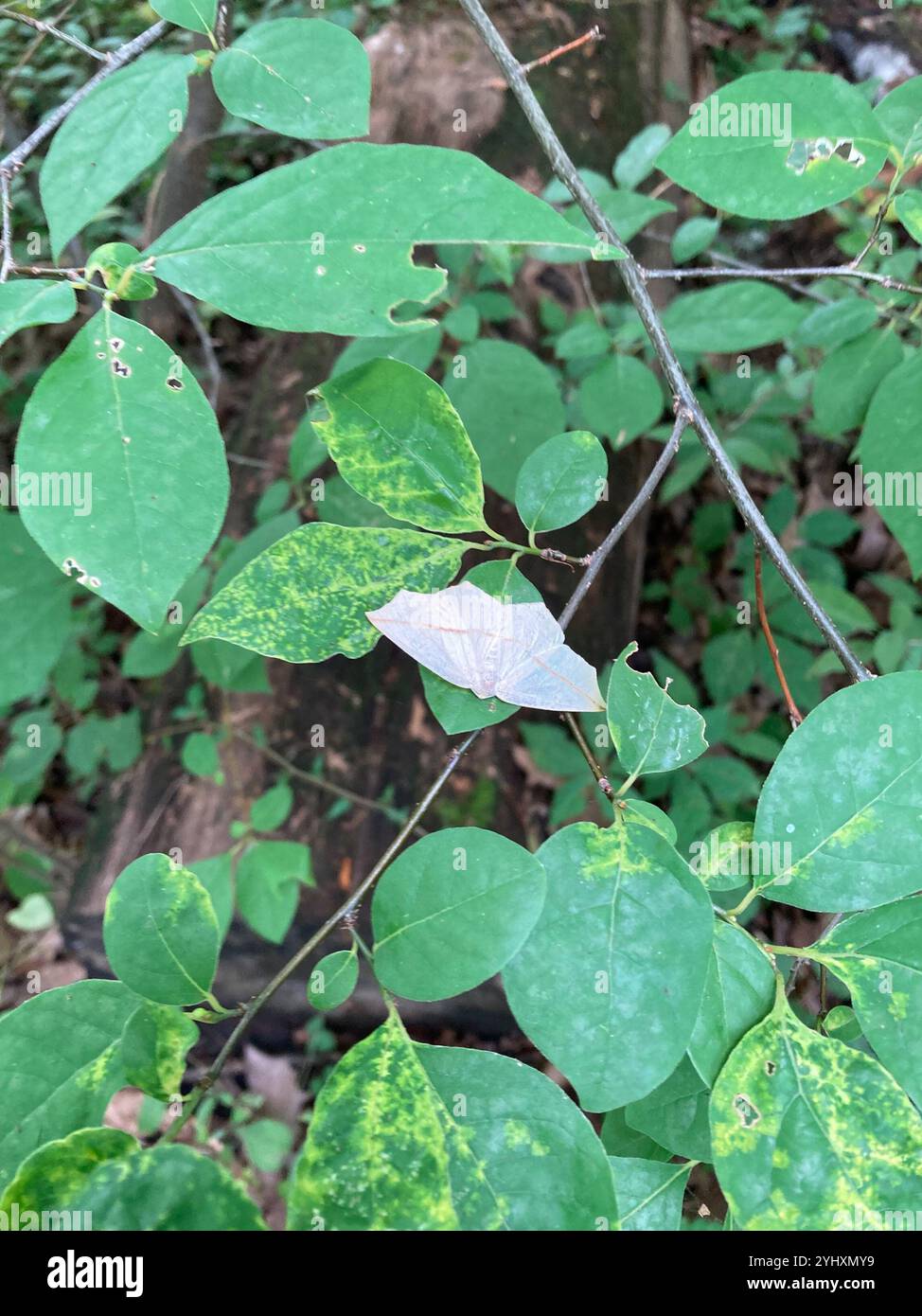 Yellow Slant-line (Tetracis crocallata Stock Photo - Alamy