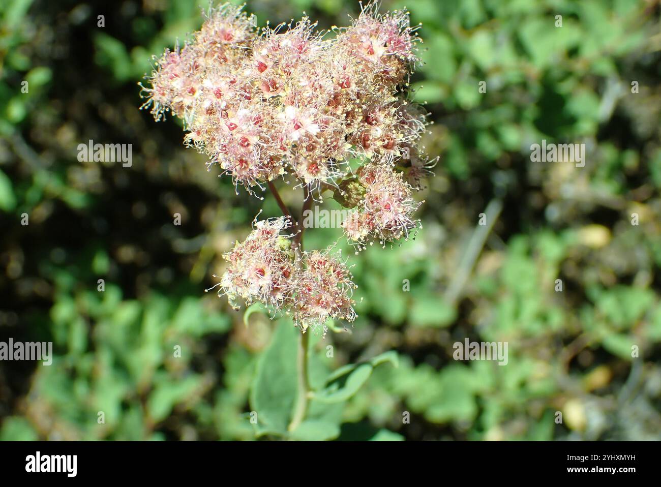 Mountain Spirea (Spiraea splendens Stock Photo - Alamy