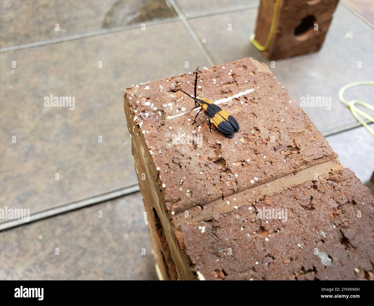 Reticulated Net-winged Beetle (Calopteron reticulatum Stock Photo - Alamy