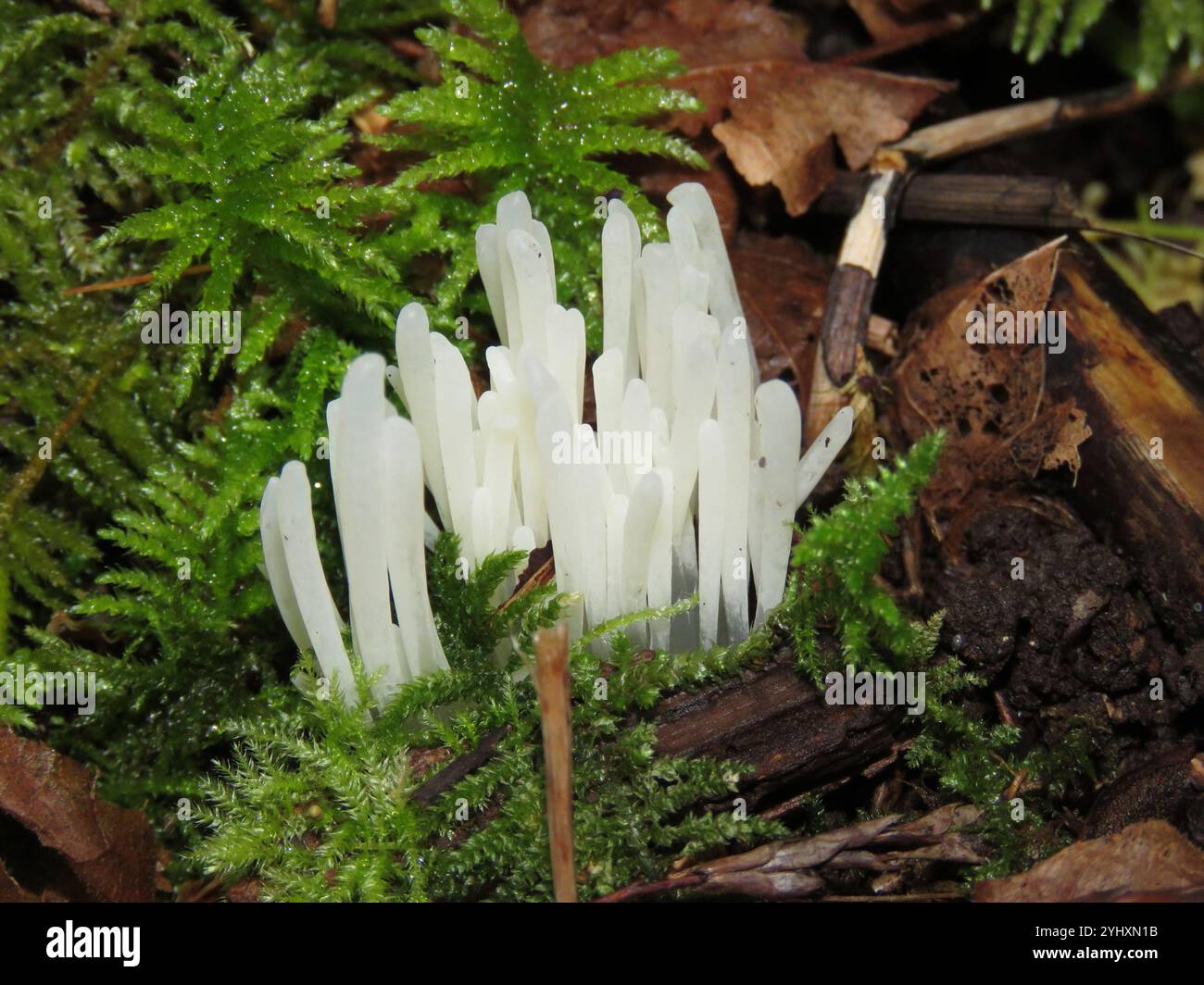 Fairy Fingers (Clavaria fragilis Stock Photo - Alamy