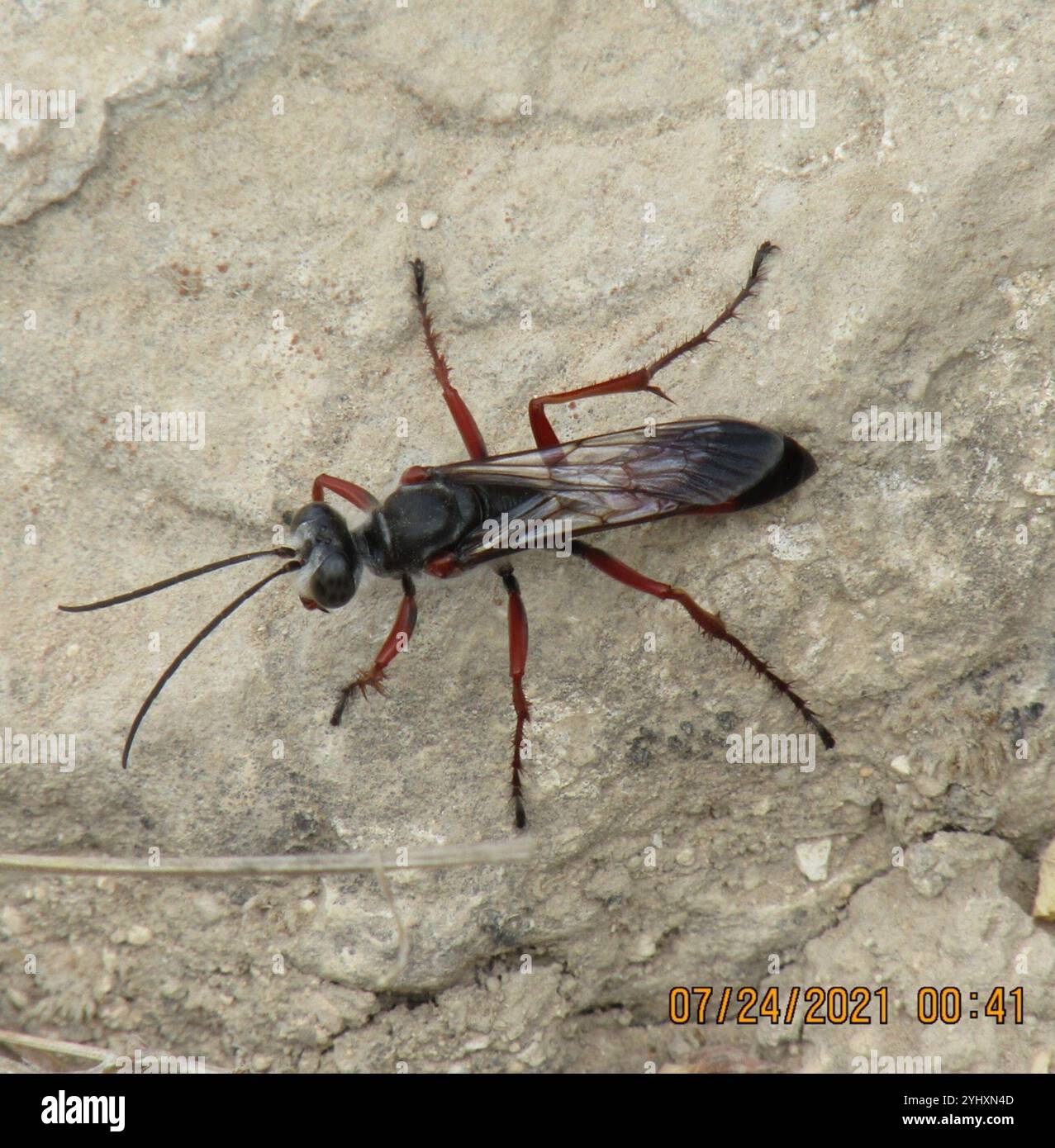 Sphex pruinosus hi-res stock photography and images - Alamy