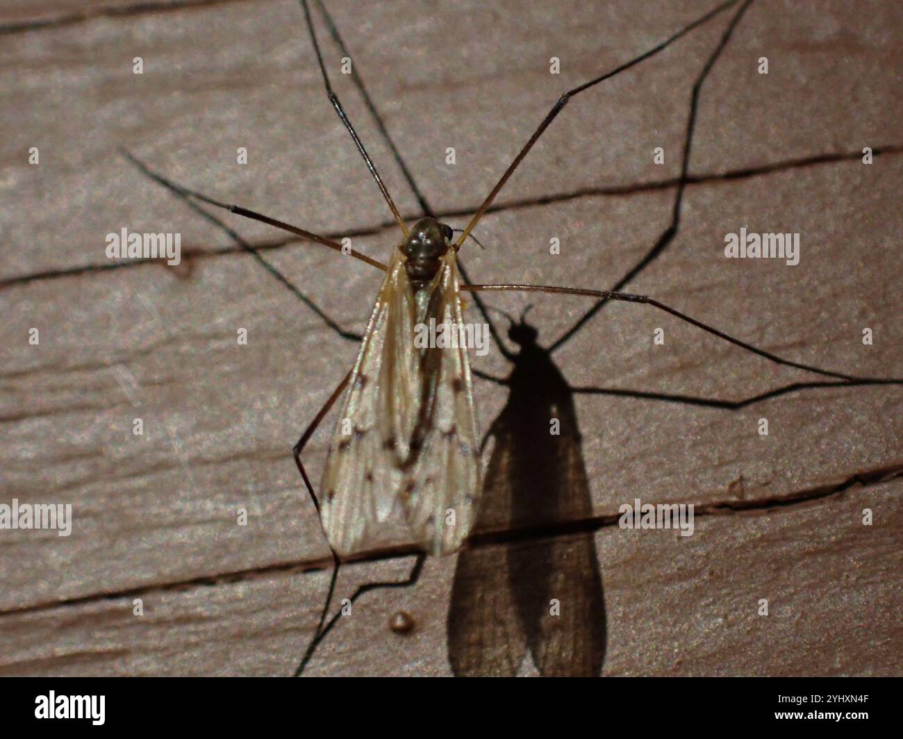 Crane Flies (Tipulomorpha Stock Photo - Alamy