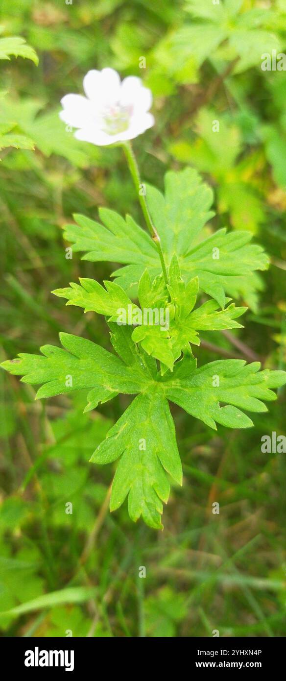Siberian Crane's-bill (Geranium sibiricum Stock Photo - Alamy