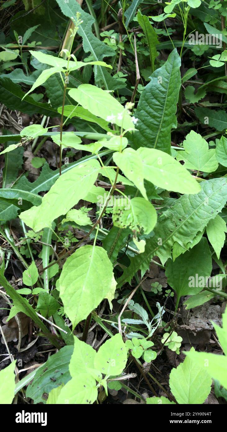 broadleaf enchanter's nightshade (Circaea canadensis Stock Photo - Alamy