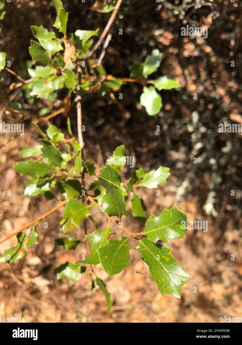California scrub oak (Quercus berberidifolia Stock Photo - Alamy