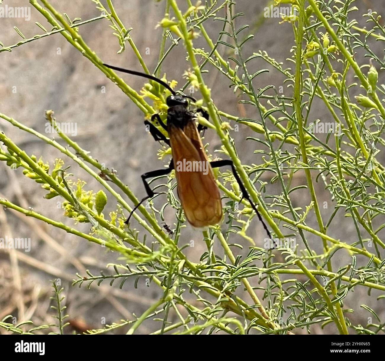 Thisbe's Tarantula-hawk Wasp (Pepsis thisbe Stock Photo - Alamy