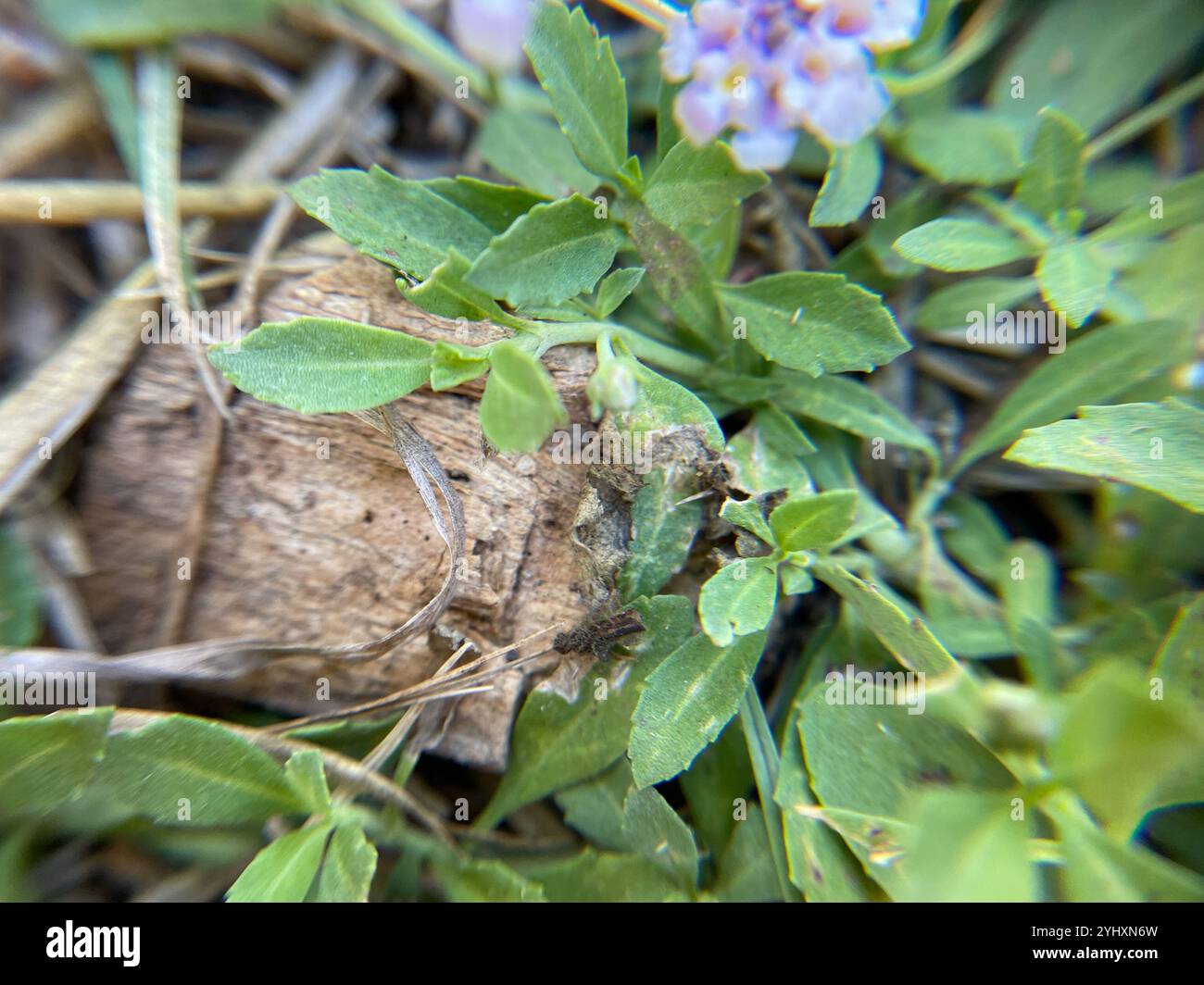 turkey tangle frogfruit (Phyla nodiflora Stock Photo - Alamy