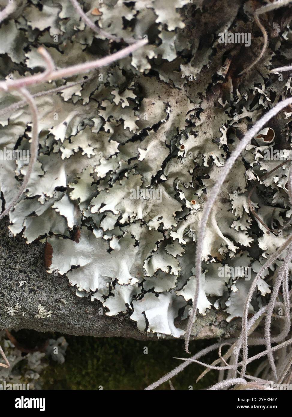 Ruffle Lichens (Parmotrema Stock Photo - Alamy