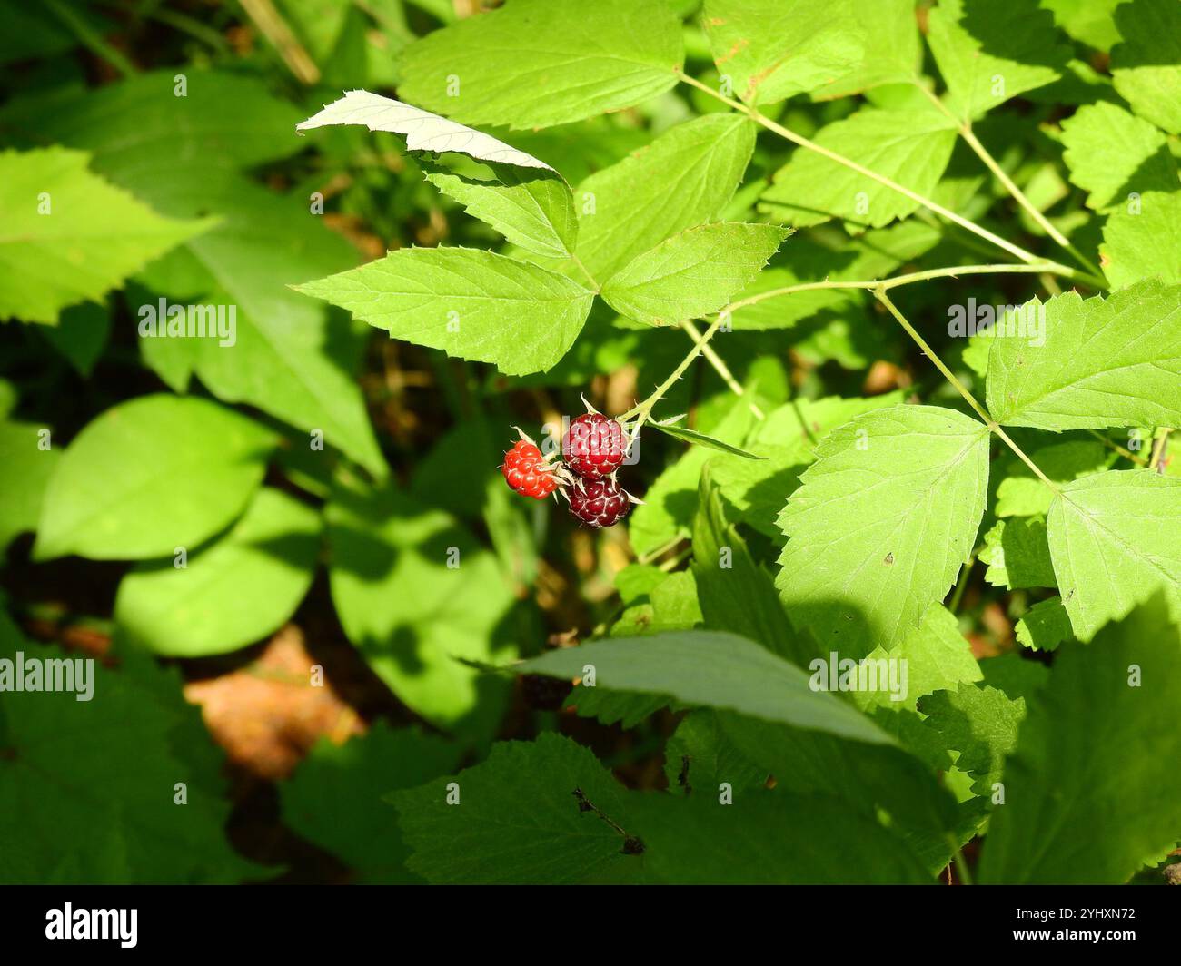 black raspberry (Rubus occidentalis Stock Photo - Alamy