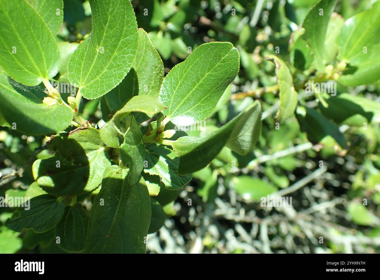Snowbrush Ceanothus (Ceanothus velutinus Stock Photo - Alamy