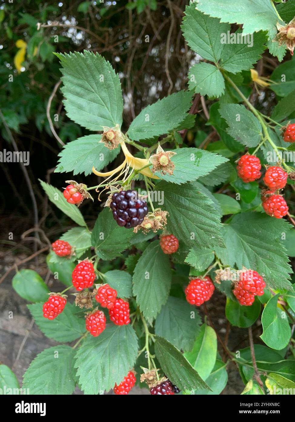 black raspberry (Rubus occidentalis Stock Photo - Alamy