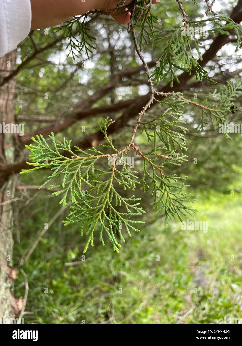 Atlantic white cedar (Chamaecyparis thyoides Stock Photo - Alamy