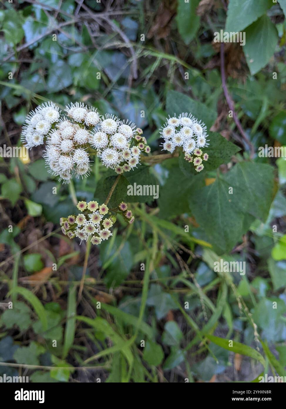 Crofton Weed (Ageratina adenophora Stock Photo - Alamy