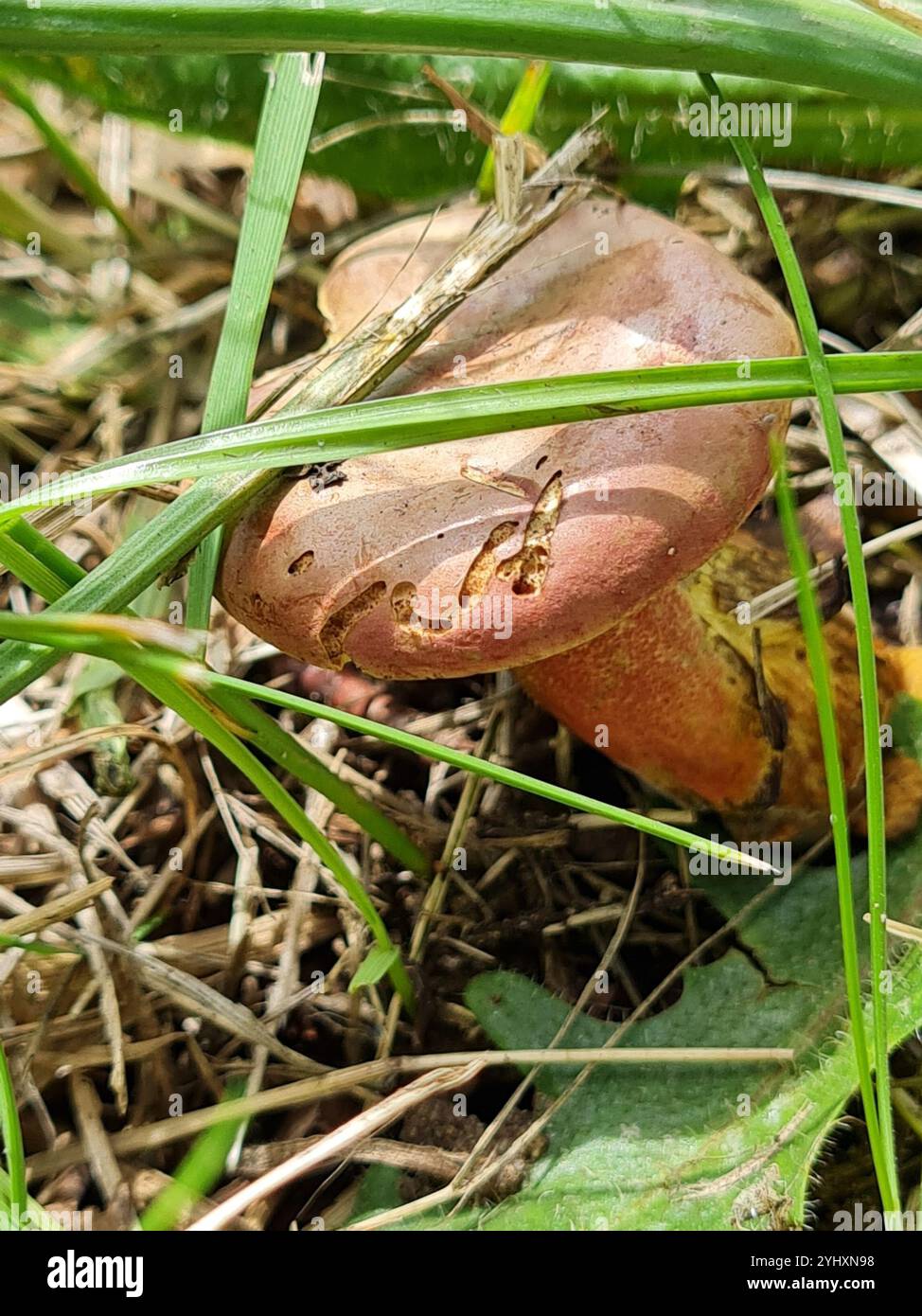 Ruby Bolete (Hortiboletus rubellus Stock Photo - Alamy