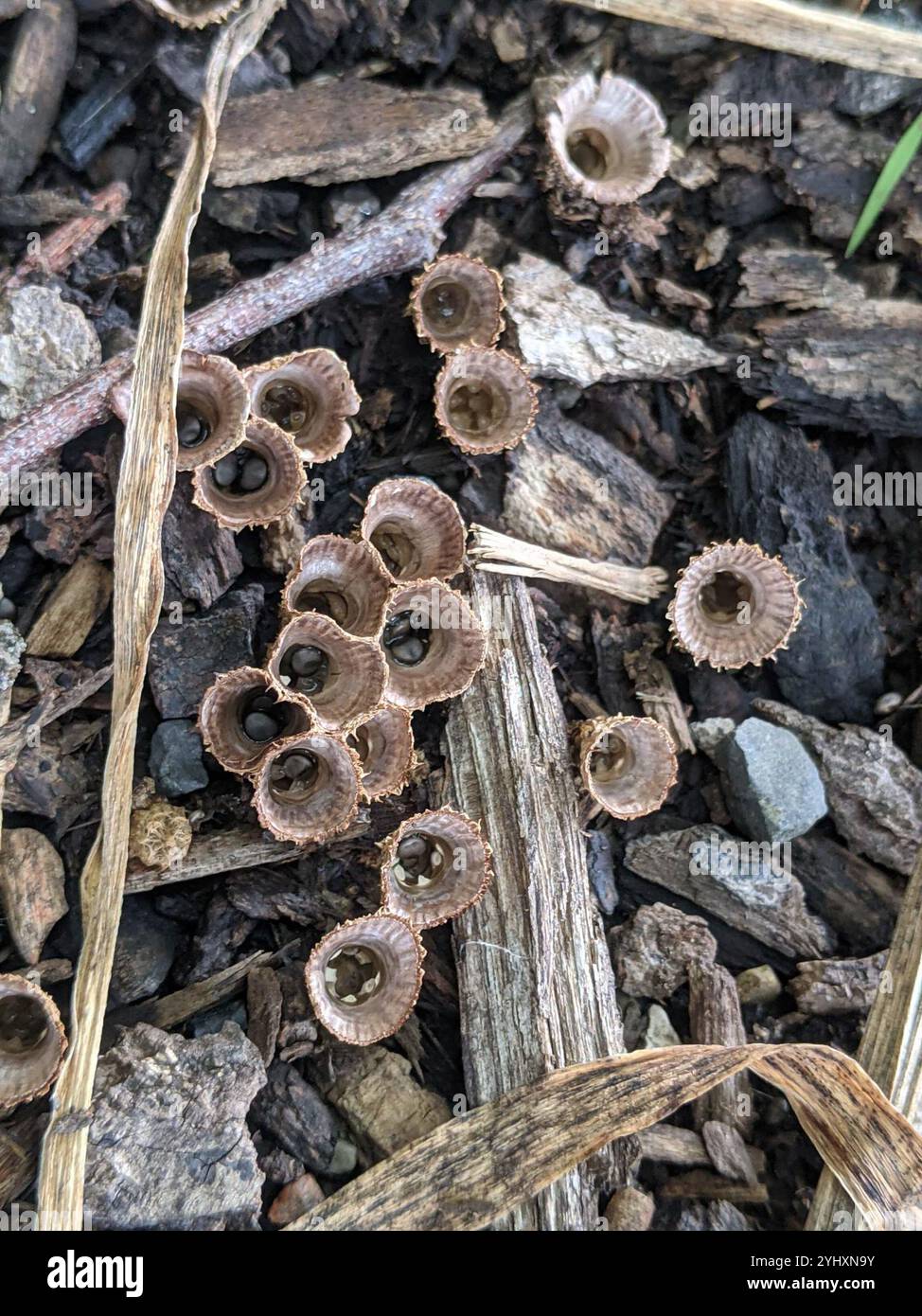 fluted bird's nest fungus (Cyathus striatus Stock Photo - Alamy