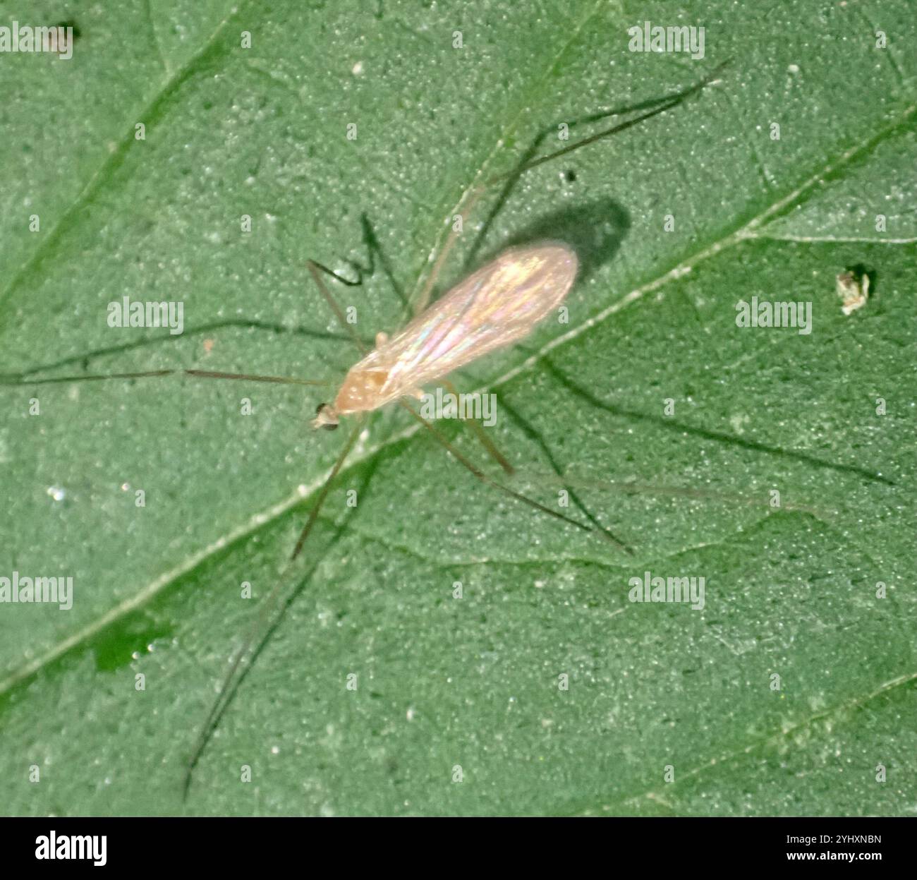 Limoniid Crane Flies (Limoniidae Stock Photo - Alamy