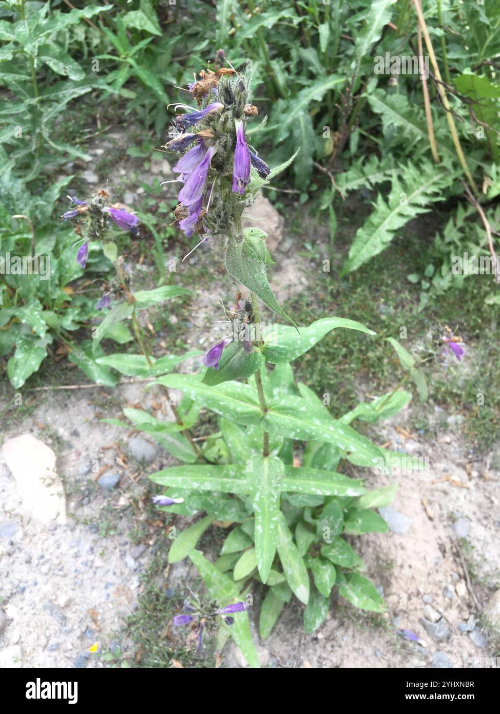 Whipple's penstemon (Penstemon whippleanus Stock Photo - Alamy