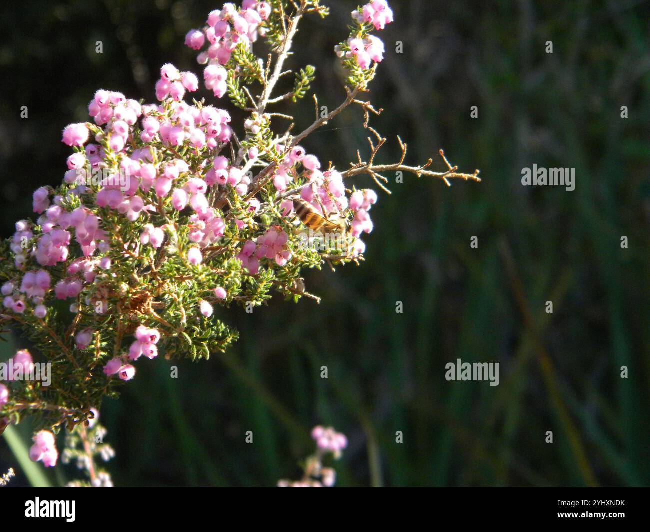 Hairyflower Heath (Erica hirtiflora Stock Photo - Alamy