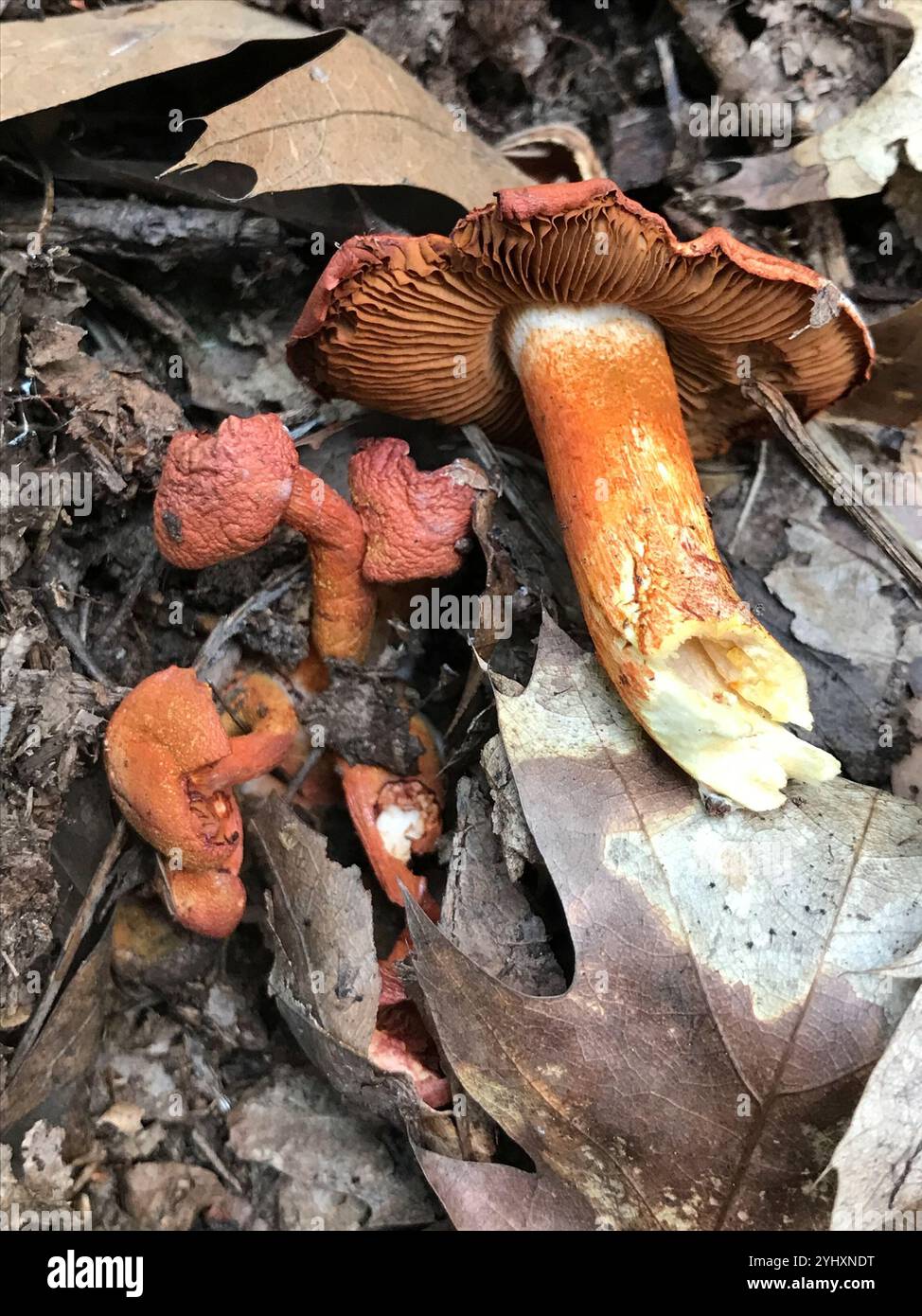 dappled webcap (Cortinarius bolaris Stock Photo - Alamy