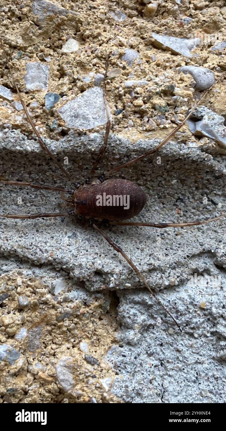 Eastern Harvestman (Leiobunum vittatum Stock Photo - Alamy