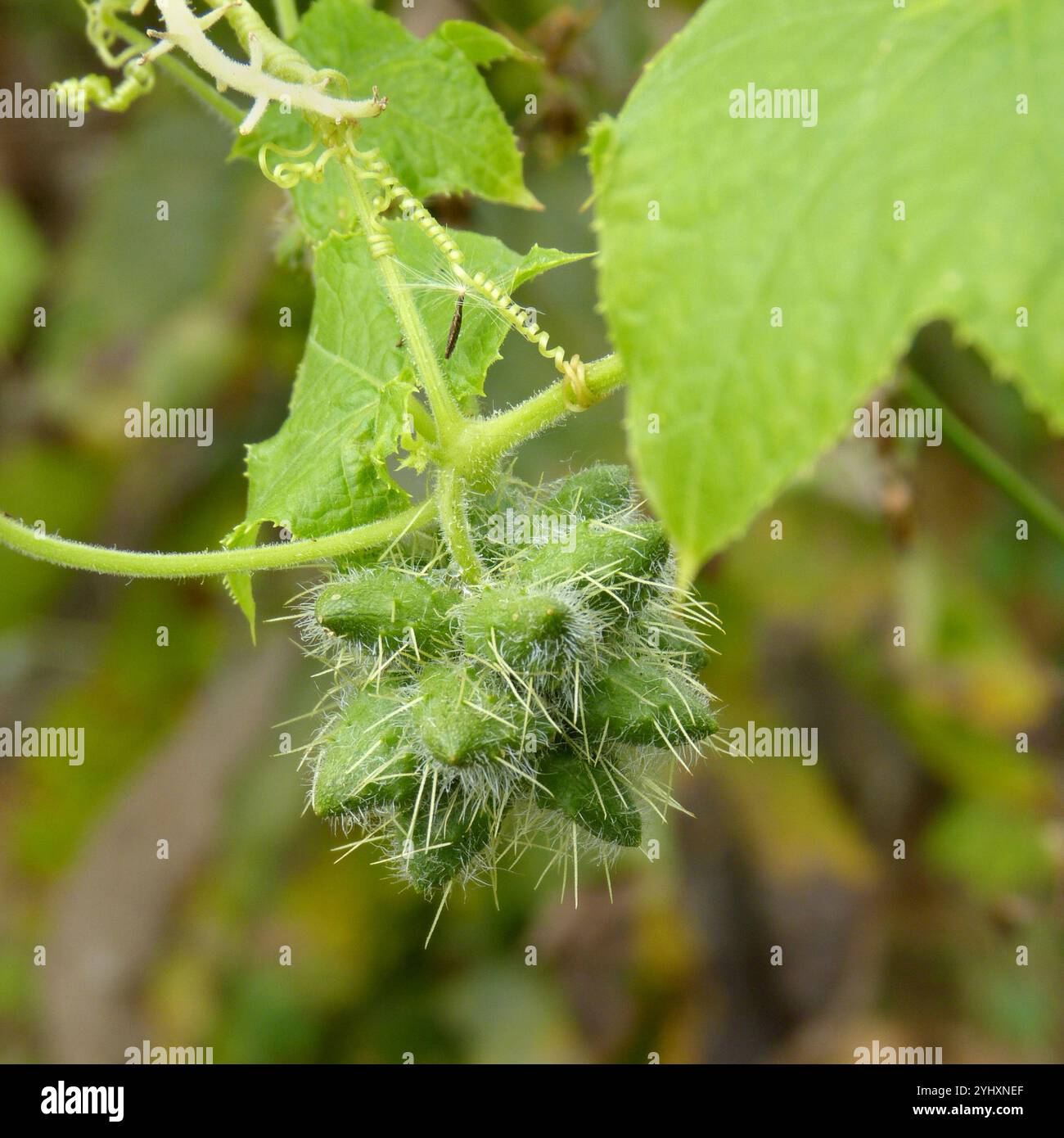 Bur cucumber hi-res stock photography and images - Alamy