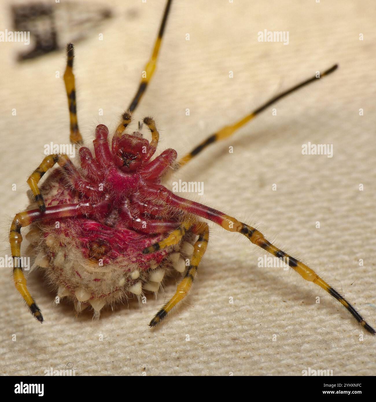 Bolas spider hi-res stock photography and images - Alamy
