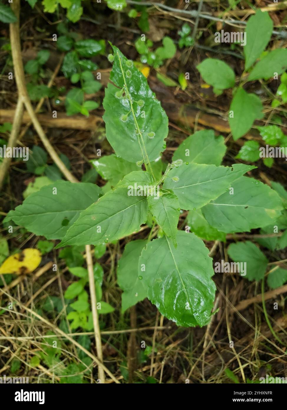 broadleaf enchanter's nightshade (Circaea canadensis Stock Photo - Alamy